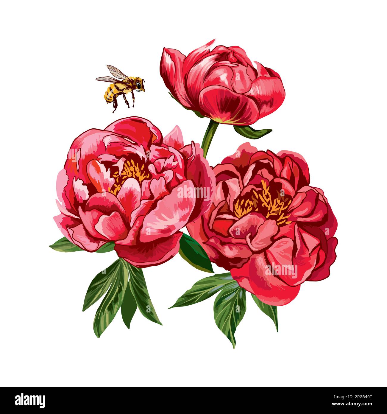 Red peony flowers peonies Stock Vector Images - Alamy