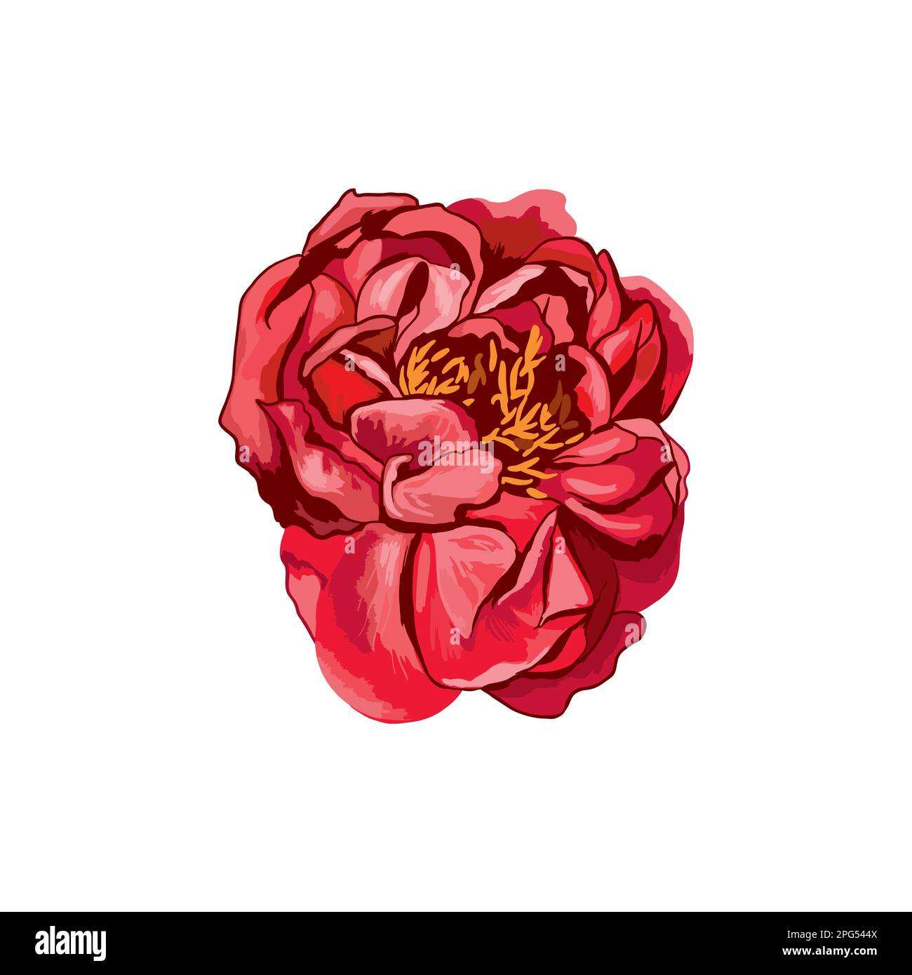 Red peony flower on white background. Vector Illustration Stock Vector ...
