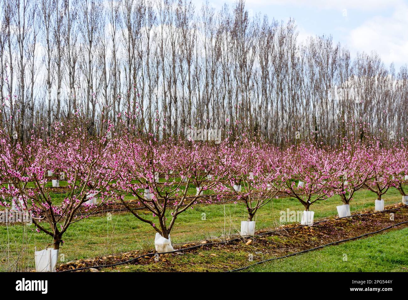 Flowering peach trees, peach trees plantation, Mouries, Bouches-du ...