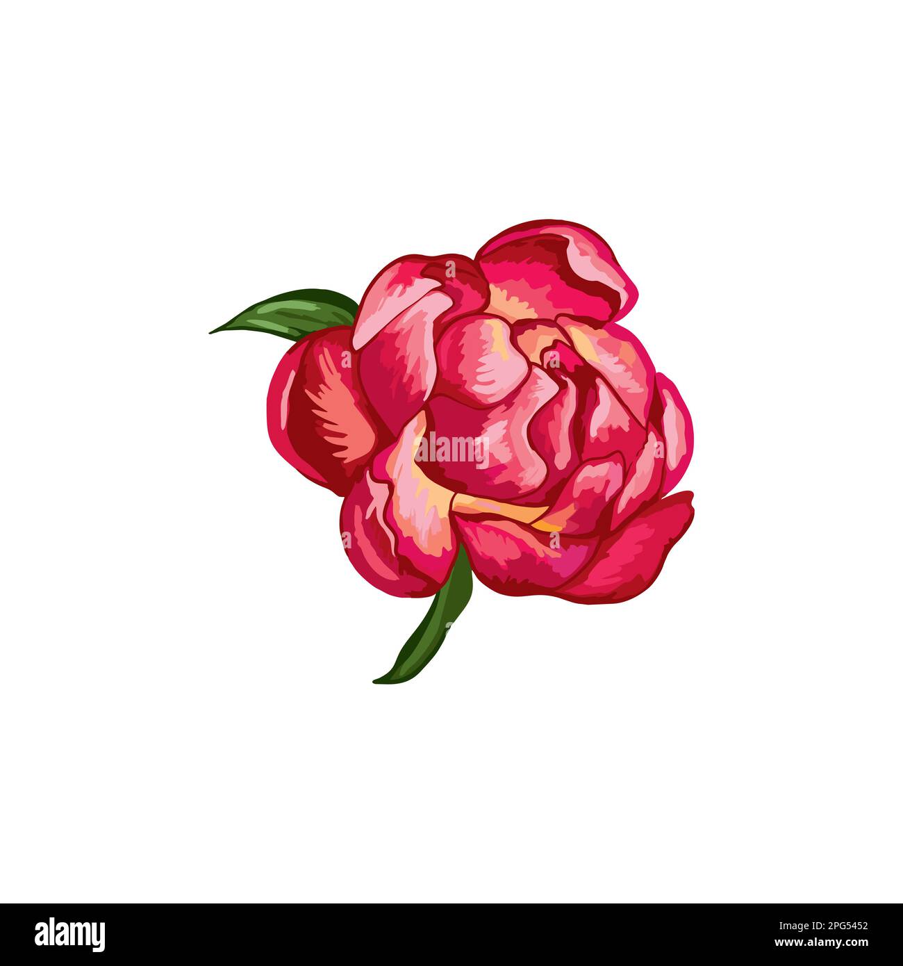 Red peony flower on white background. Vector Illustration Stock Vector ...