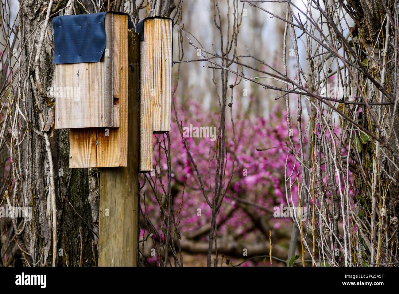 Bats france hi-res stock photography and images - Alamy