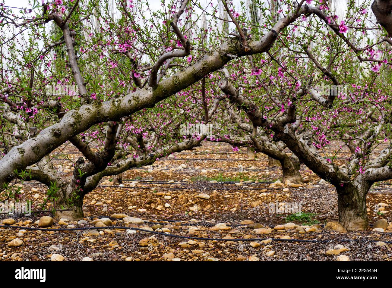 Flowering peach trees, peach trees plantation, Mouries, Bouches-du ...