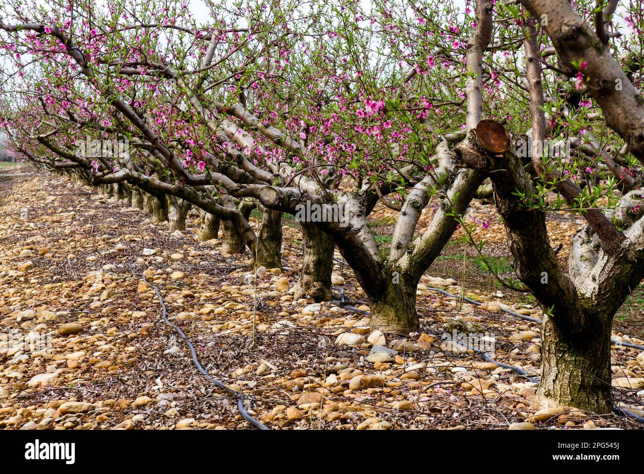 Flowering peach trees, peach trees plantation, Mouries, Bouches-du ...