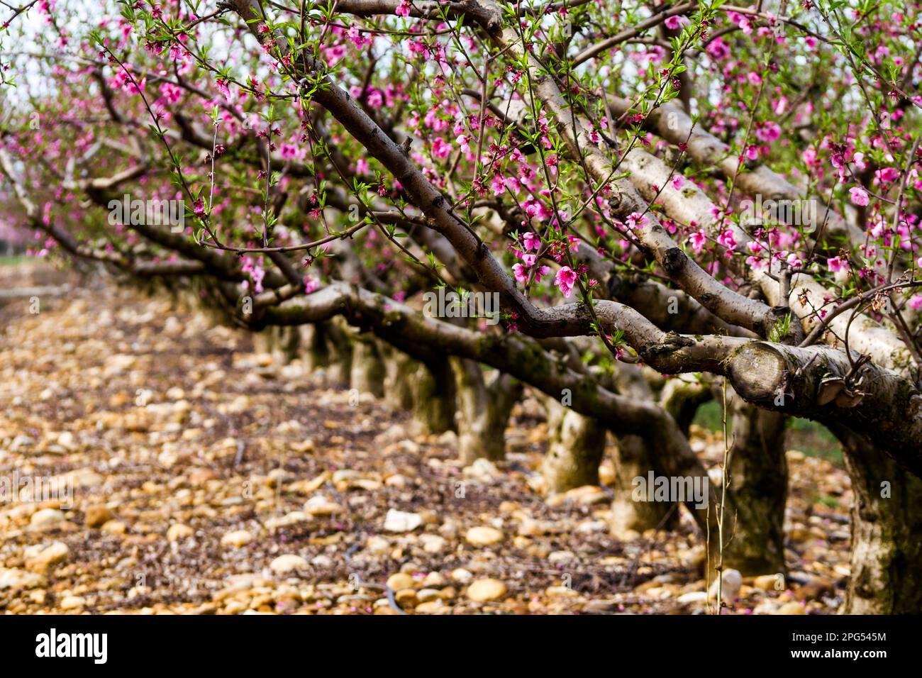 Flowering peach trees, peach trees plantation, Mouries, Bouches-du ...