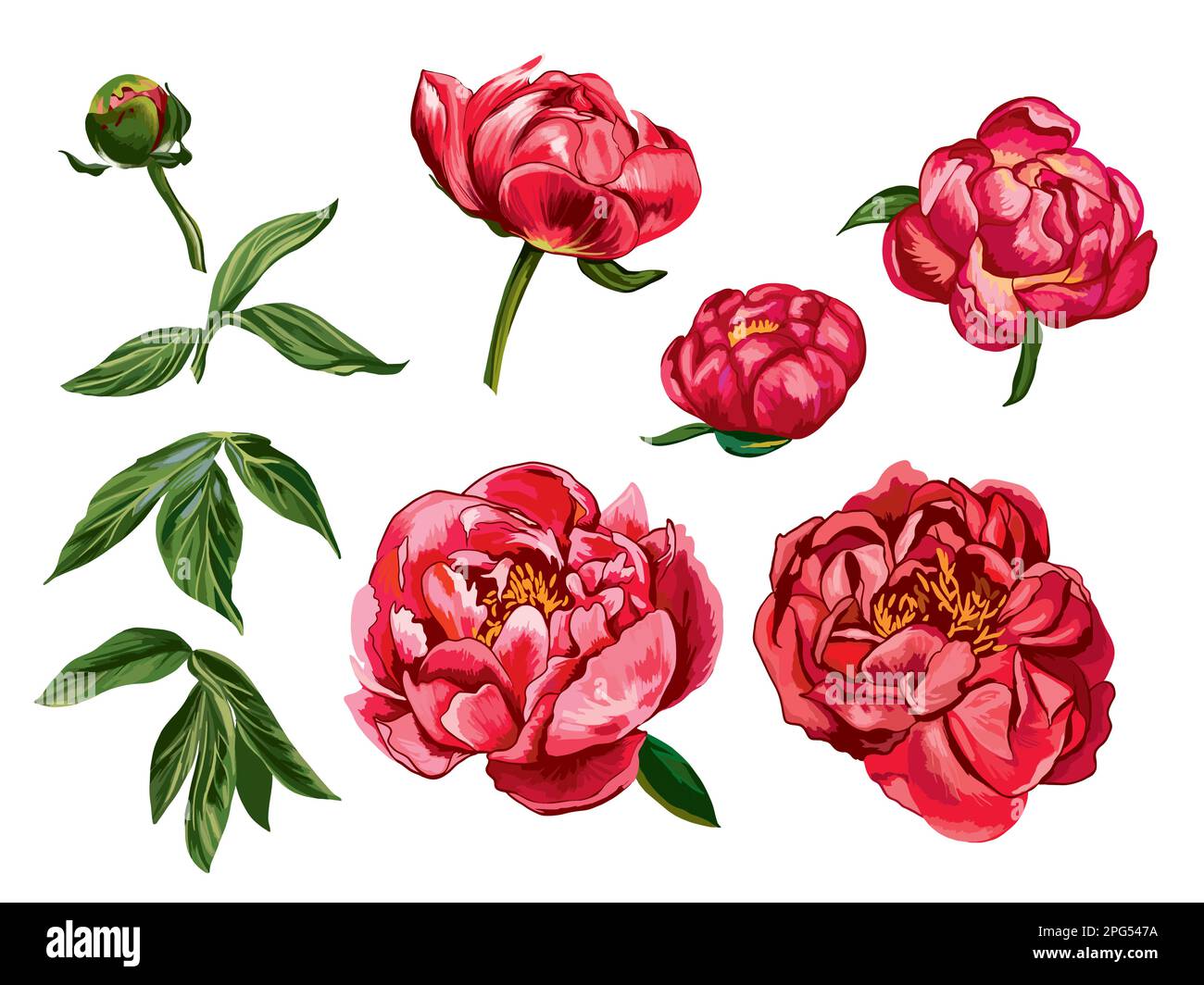 Peonies flowers Isolated White Background Vector Illustration Stock ...
