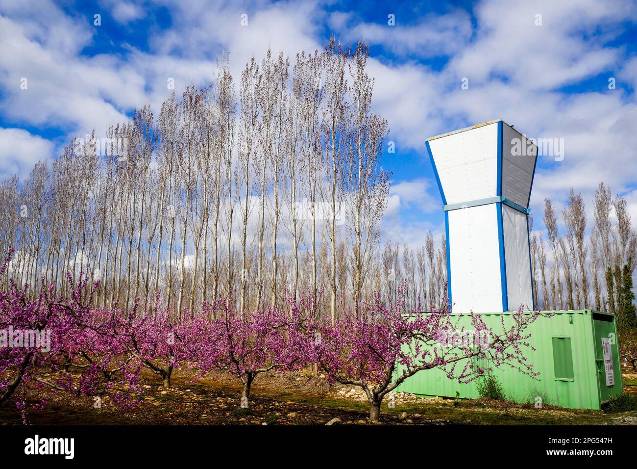 Flowering peach trees, peach trees plantation, Mouries, Bouches-du ...