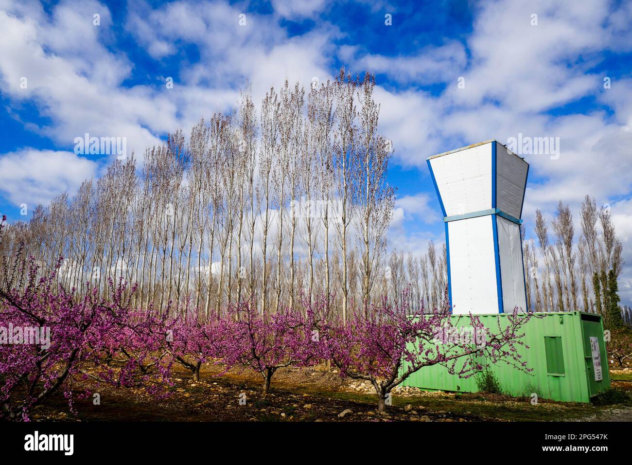 Flowering peach trees, peach trees plantation, Mouries, Bouches-du ...