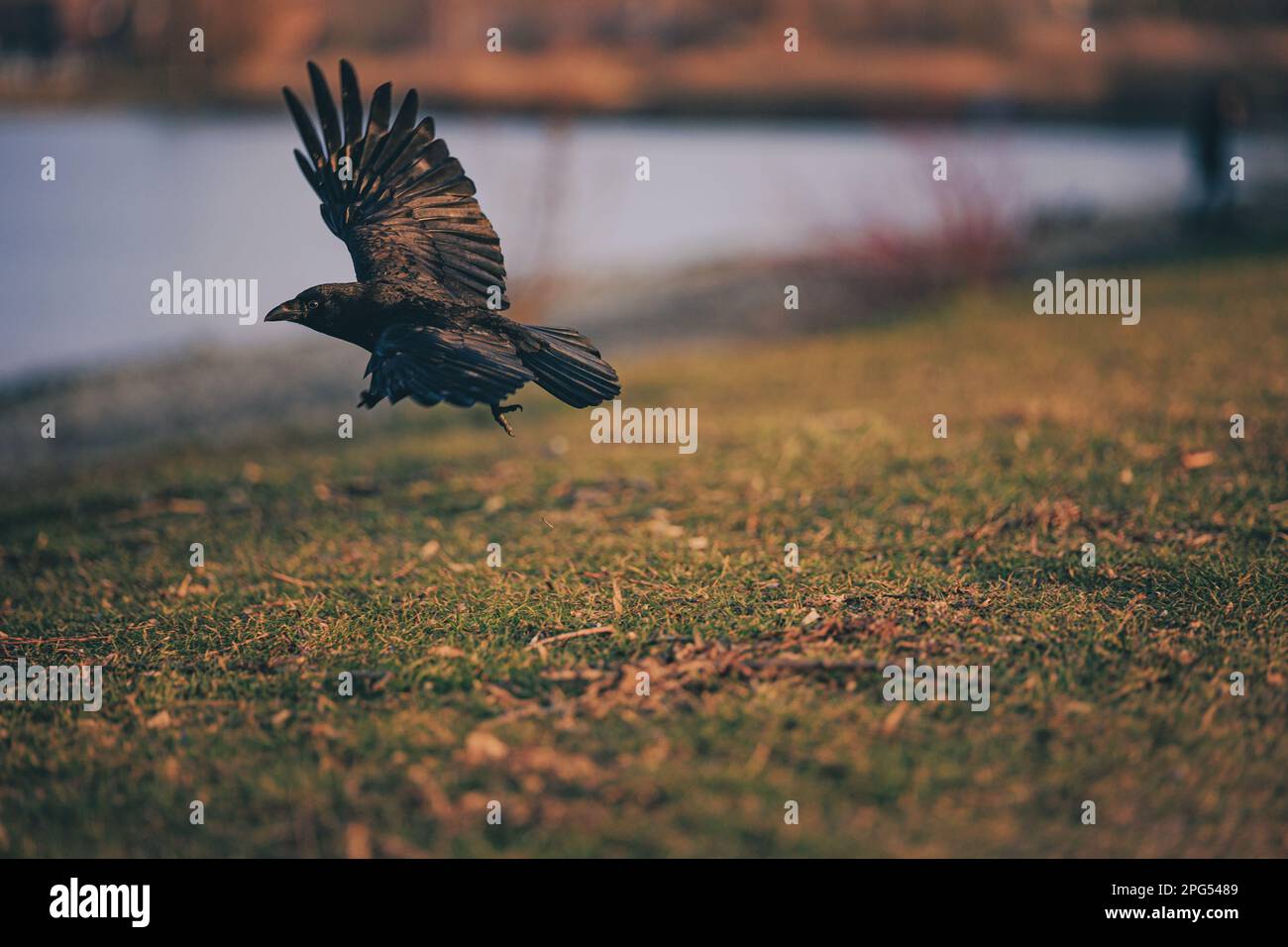 A closeup of a crow in flight over green grass and blue water Stock ...