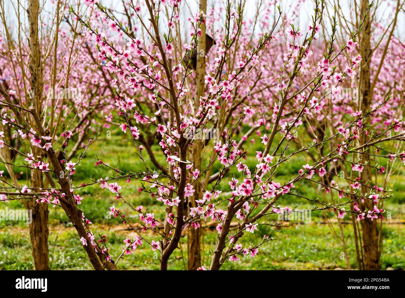 Flowering peach trees, peach trees plantation, Mouries, Bouches-du ...