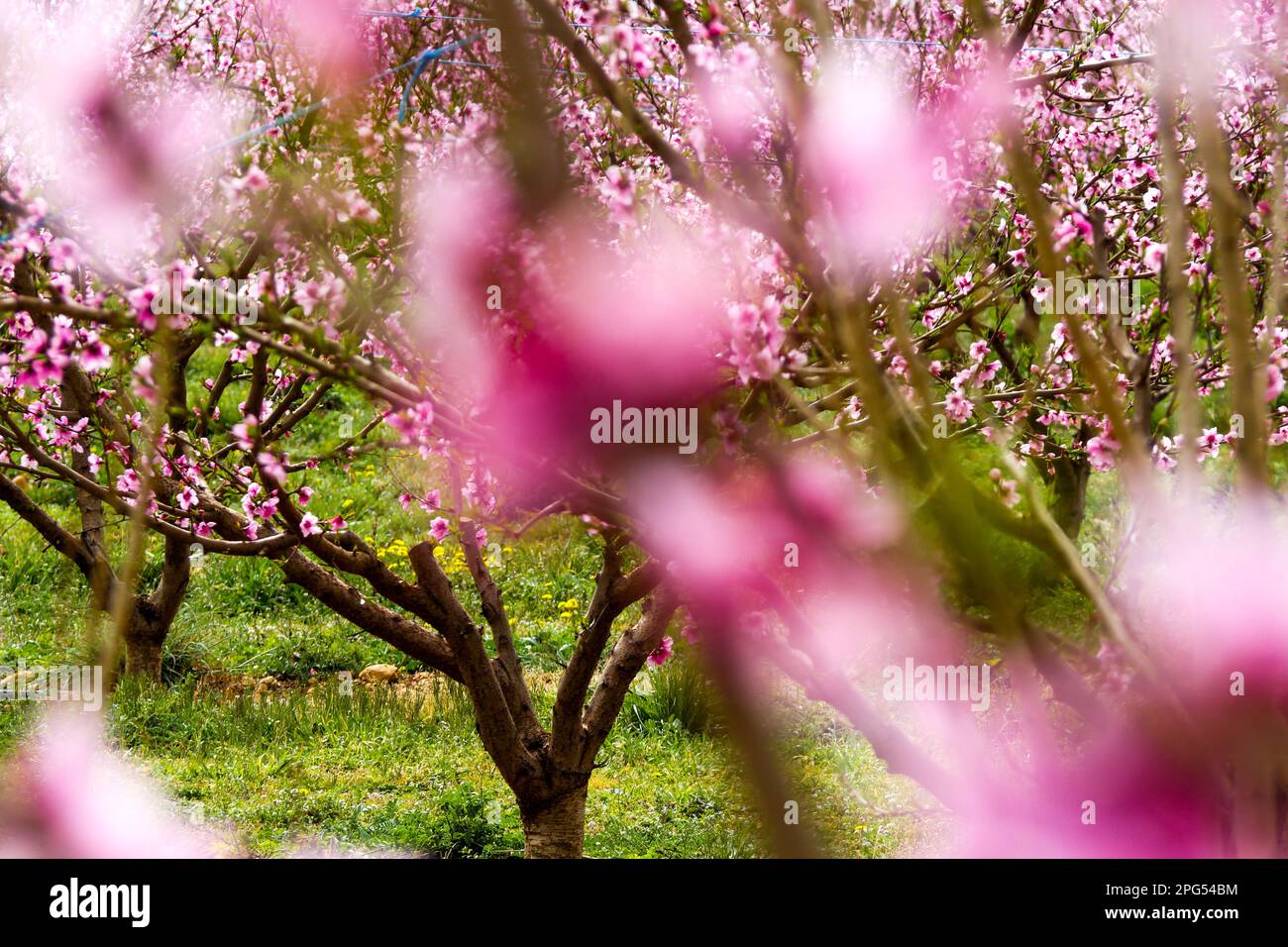Flowering peach trees, peach trees plantation, Mouries, Bouches-du ...