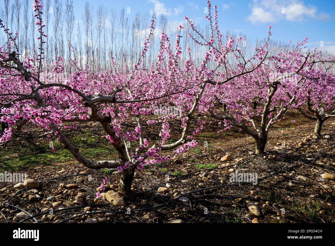 Flowering peach trees, peach trees plantation, Mouries, Bouches-du ...