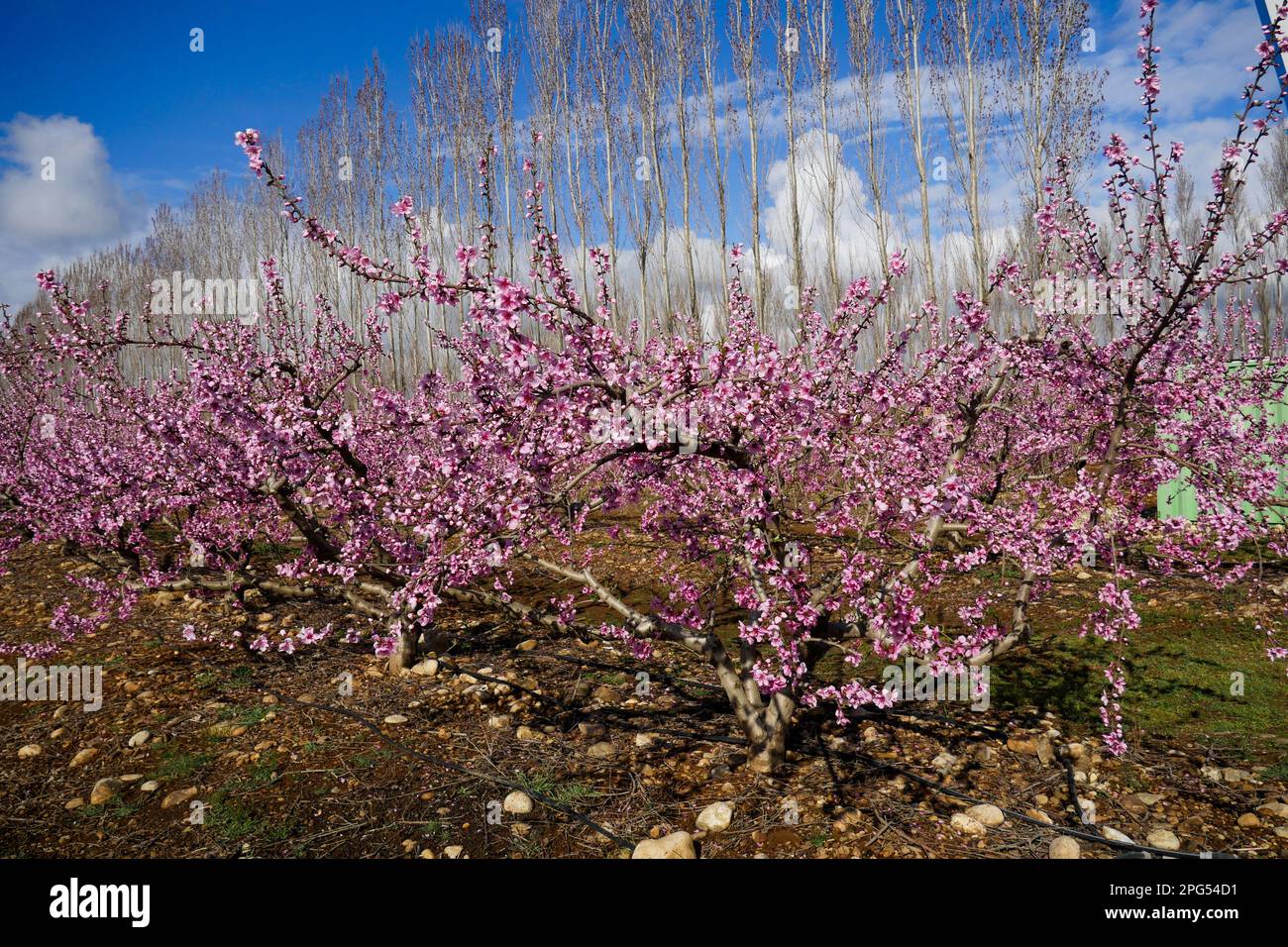Flowering peach trees, peach trees plantation, Mouries, Bouches-du ...