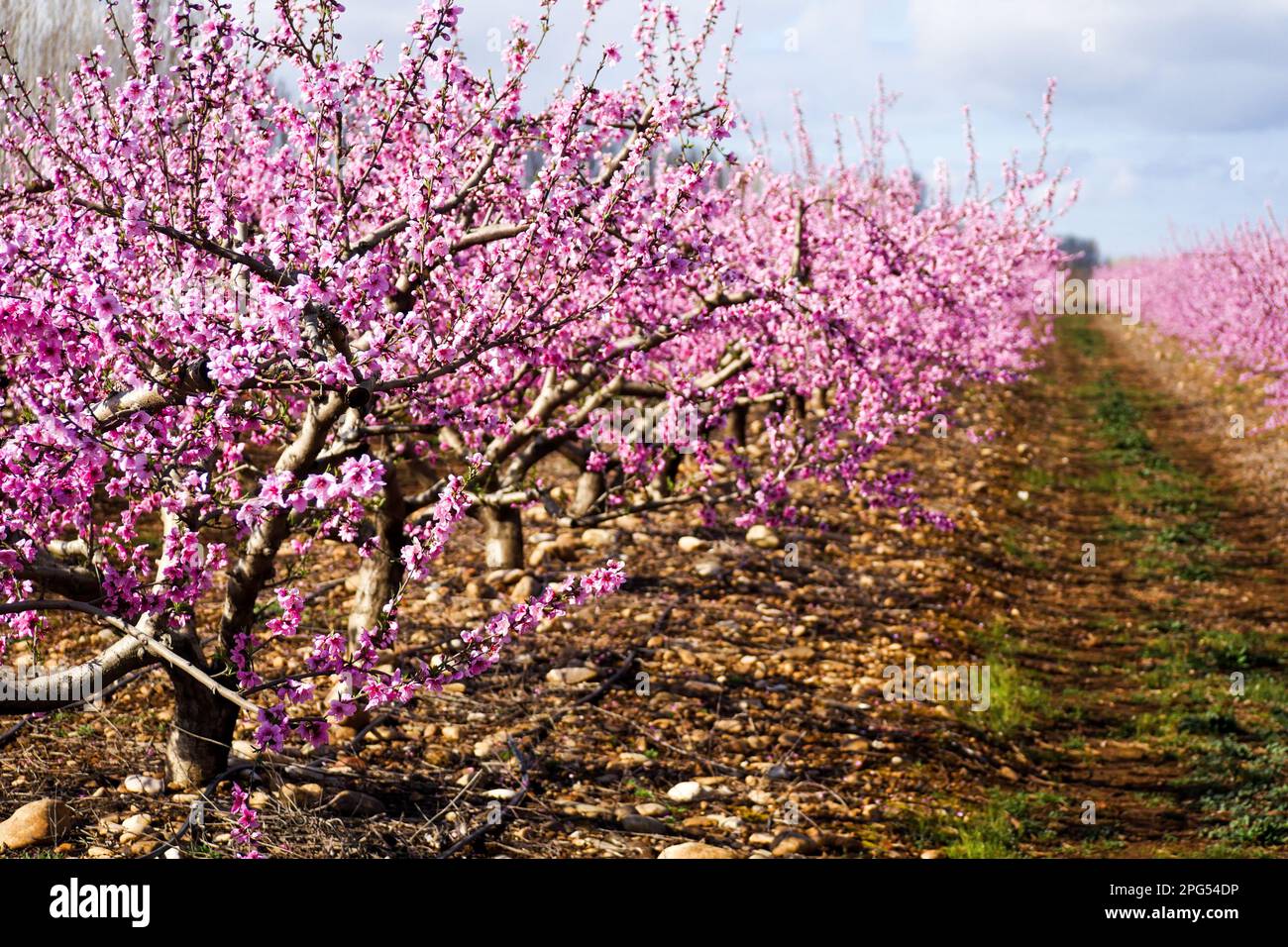 Flowering peach trees, peach trees plantation, Mouries, Bouches-du ...