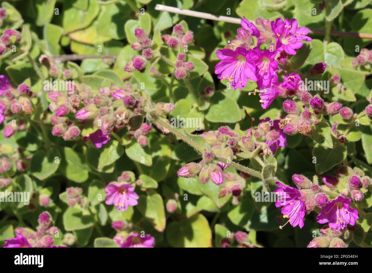 Pink dichasial cyme inflorescences of Mirabilis Laevis Variety Crassifolia, Nyctaginaceae ...