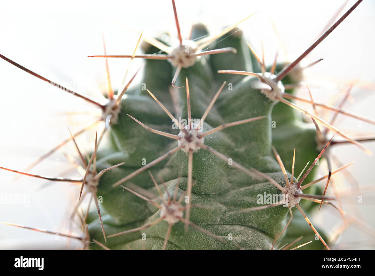 Closup of a spiny cactus plant on white background Stock Photo - Alamy