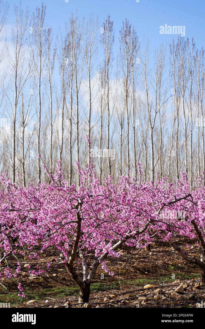 Flowering peach trees, peach trees plantation, Mouries, Bouches-du ...