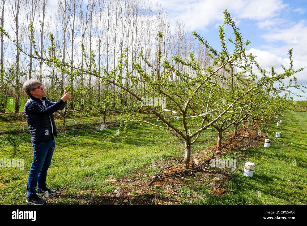 Flowering peach trees, peach trees plantation, Mouries, Bouches-du ...