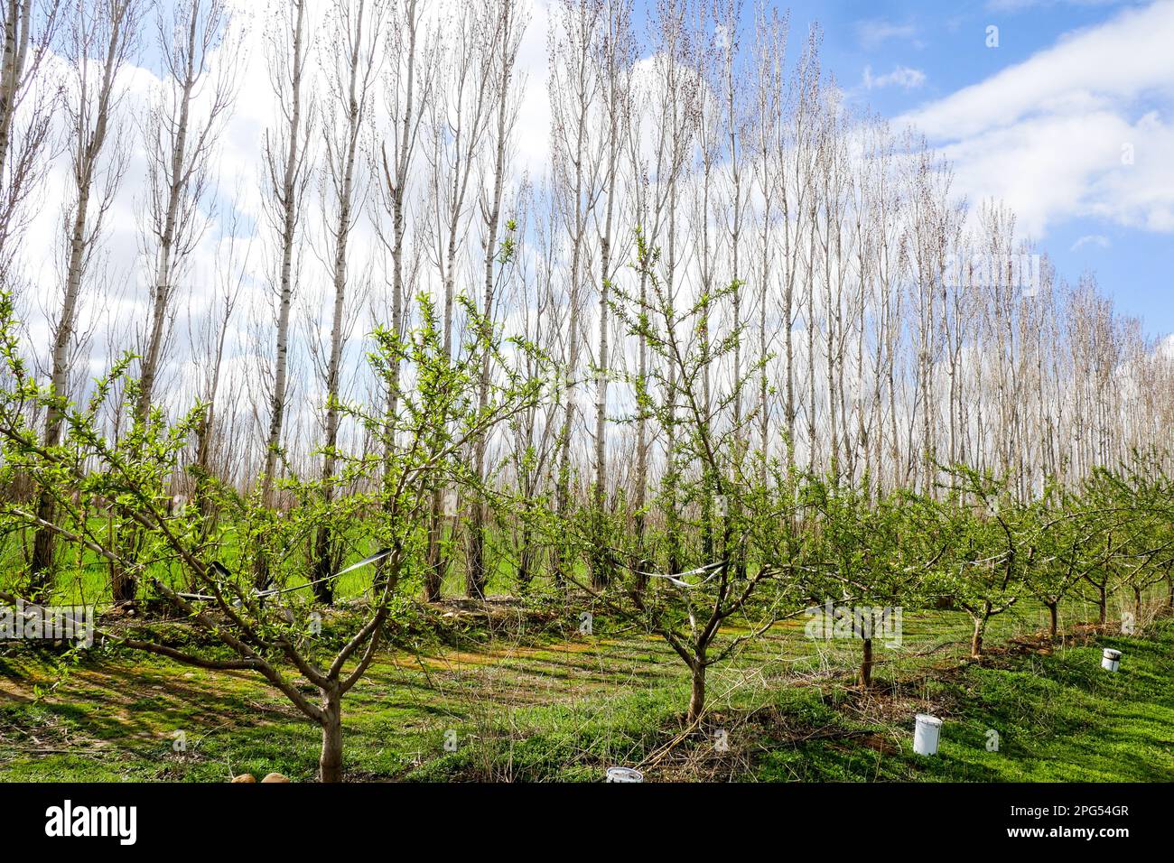 Flowering peach trees, peach trees plantation, Mouries, Bouches-du ...