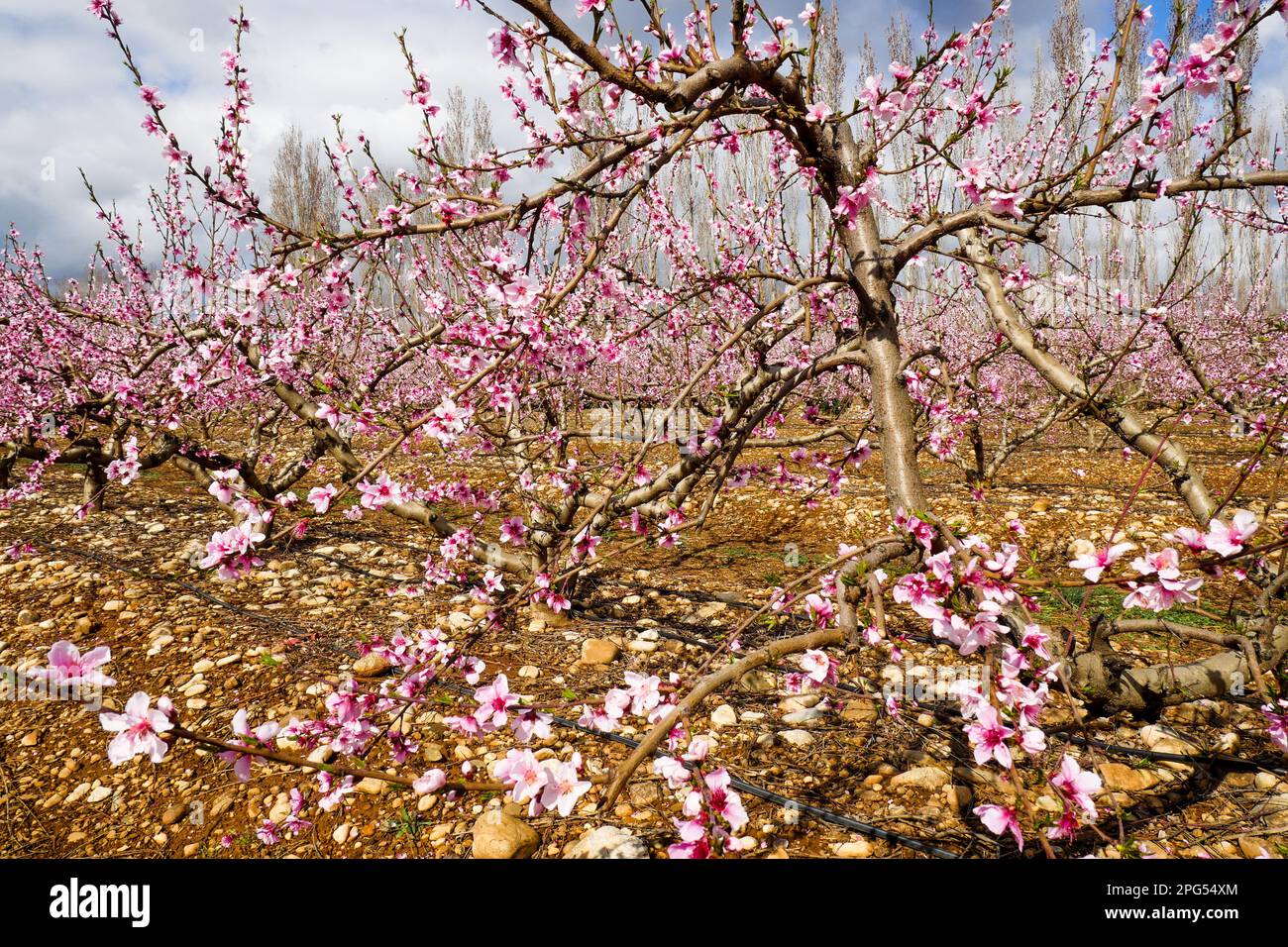 Flowering peach trees, peach trees plantation, Mouries, Bouches-du ...