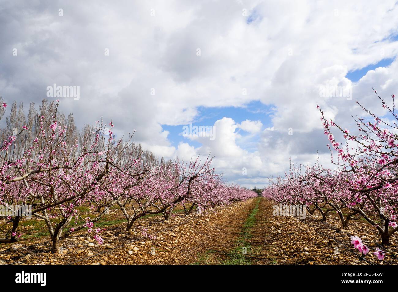 Flowering peach trees, peach trees plantation, Mouries, Bouches-du ...