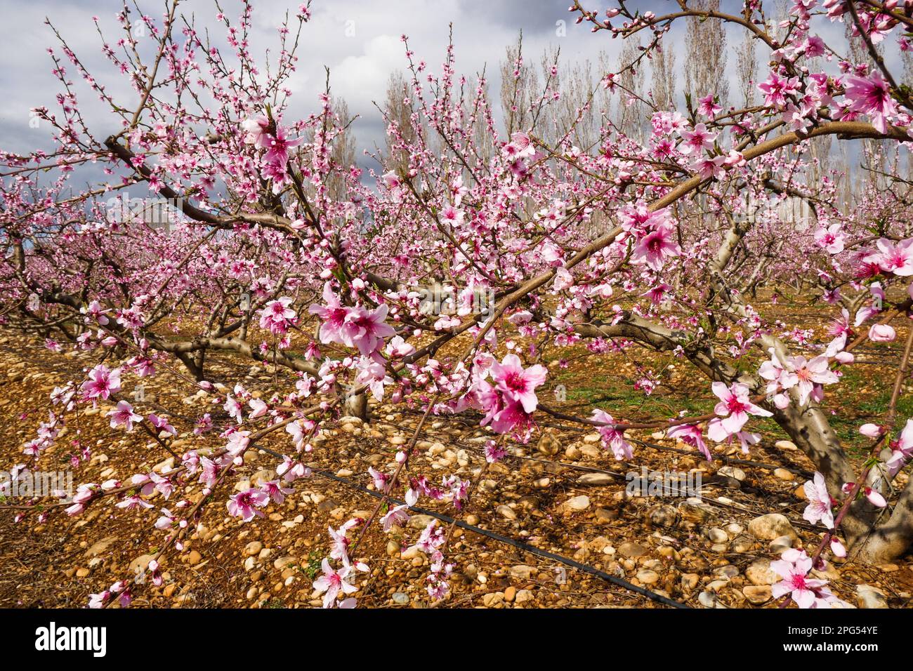 Flowering peach trees, peach trees plantation, Mouries, Bouches-du ...