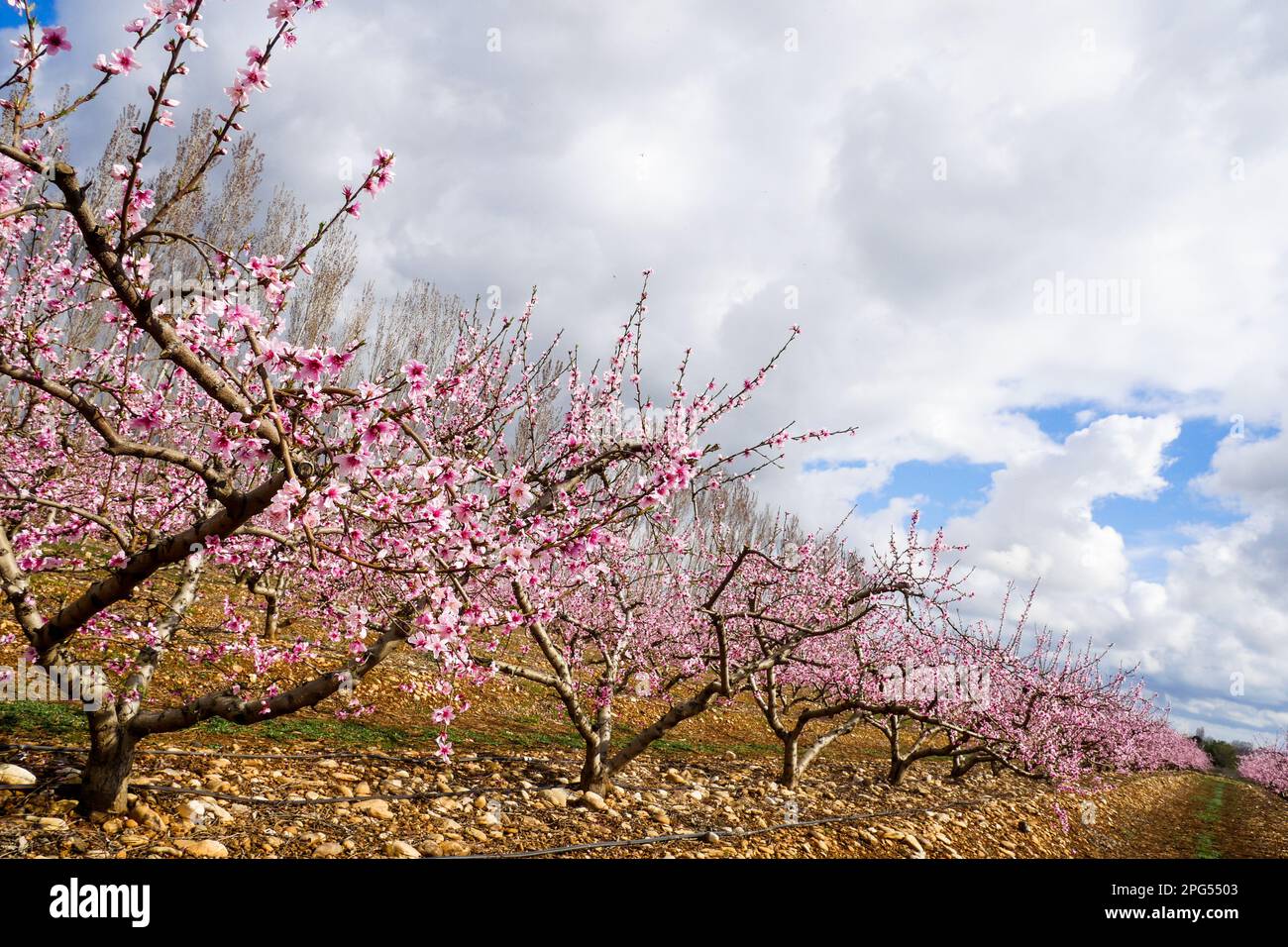 Flowering peach trees, peach trees plantation, Mouries, Bouches-du ...