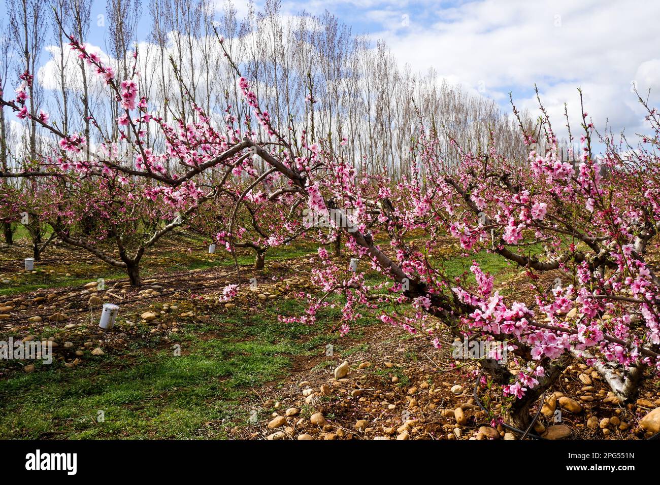 Flowering peach trees, peach trees plantation, Mouries, Bouches-du ...