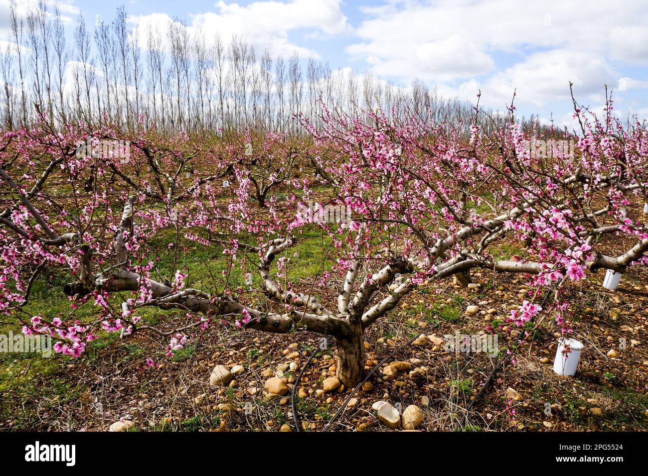 Flowering peach trees, peach trees plantation, Mouries, Bouches-du ...
