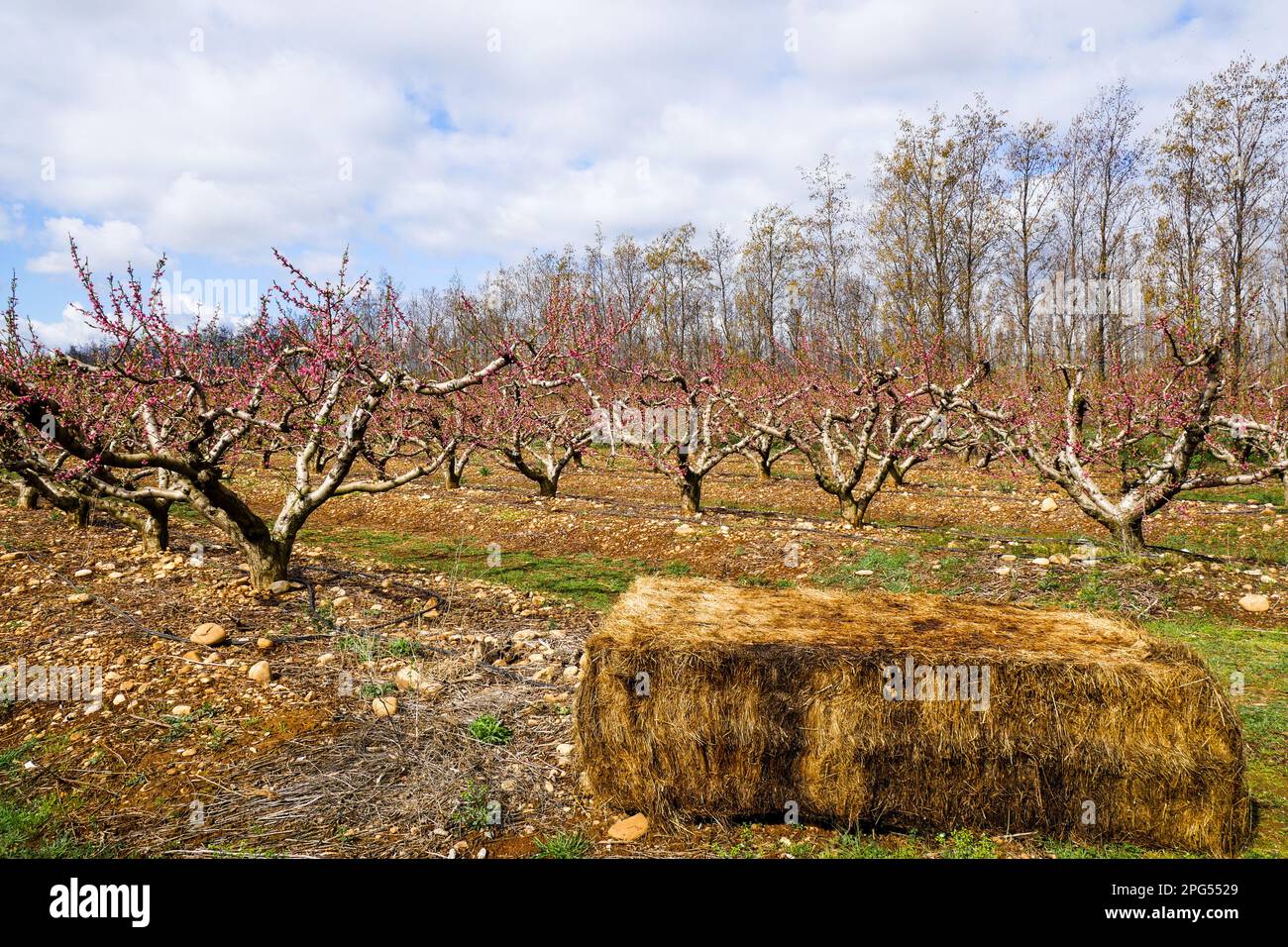 Flowering peach trees, peach trees plantation, Mouries, Bouches-du ...