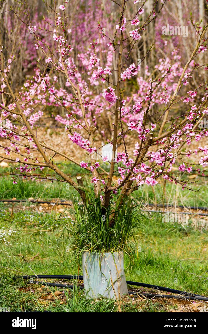 Flowering peach trees, peach trees plantation, Mouries, Bouches-du ...