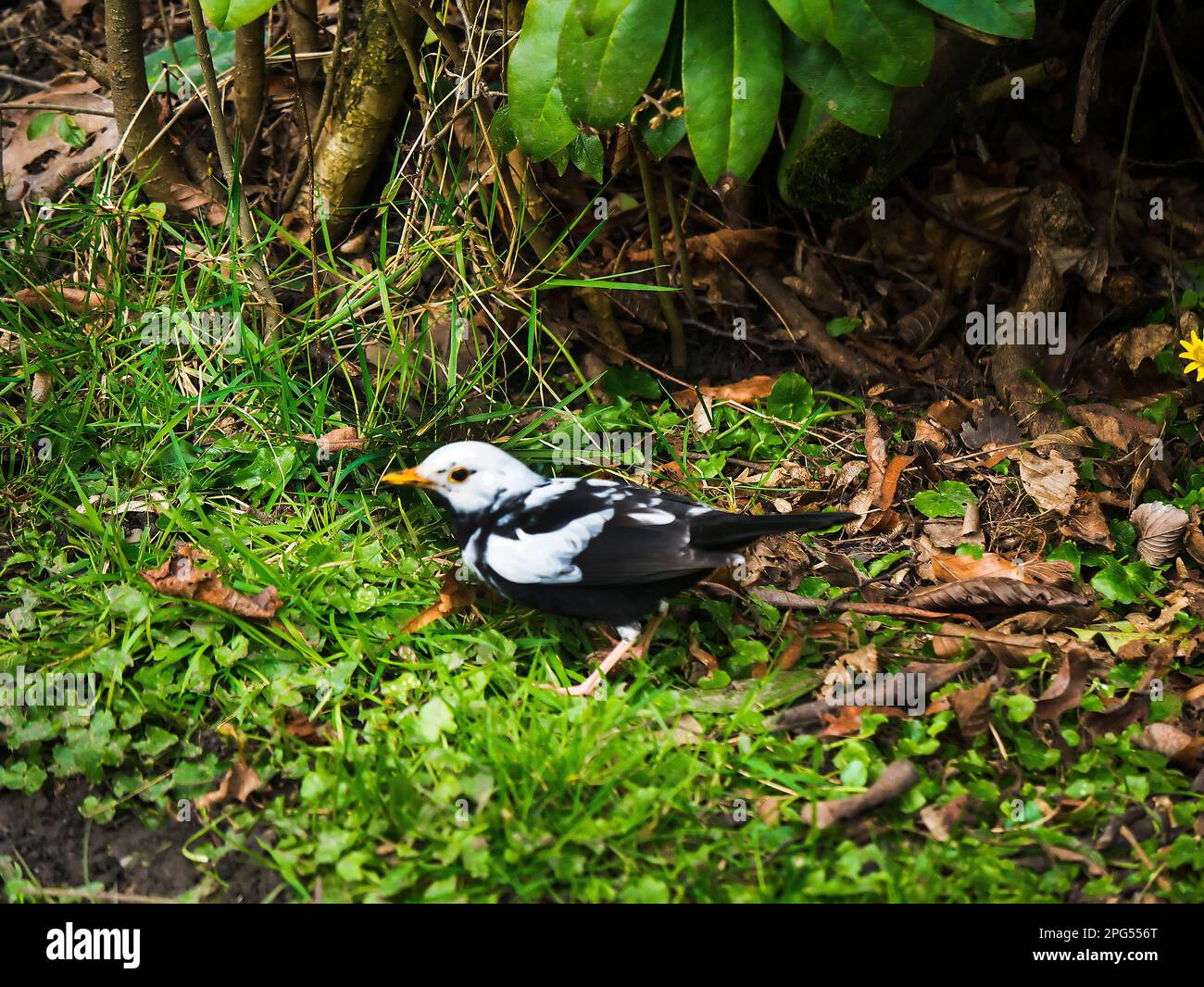 Black and white blackbird in Ightenhill Park in Burnley.This is caused ...