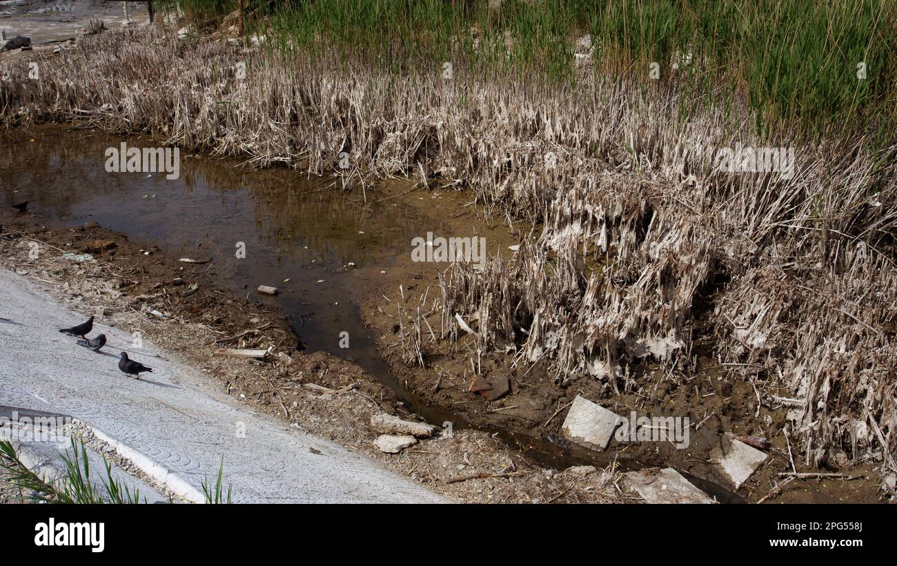 Ecological catastrophy. Drying lake in city park. Dry swamp lake ...