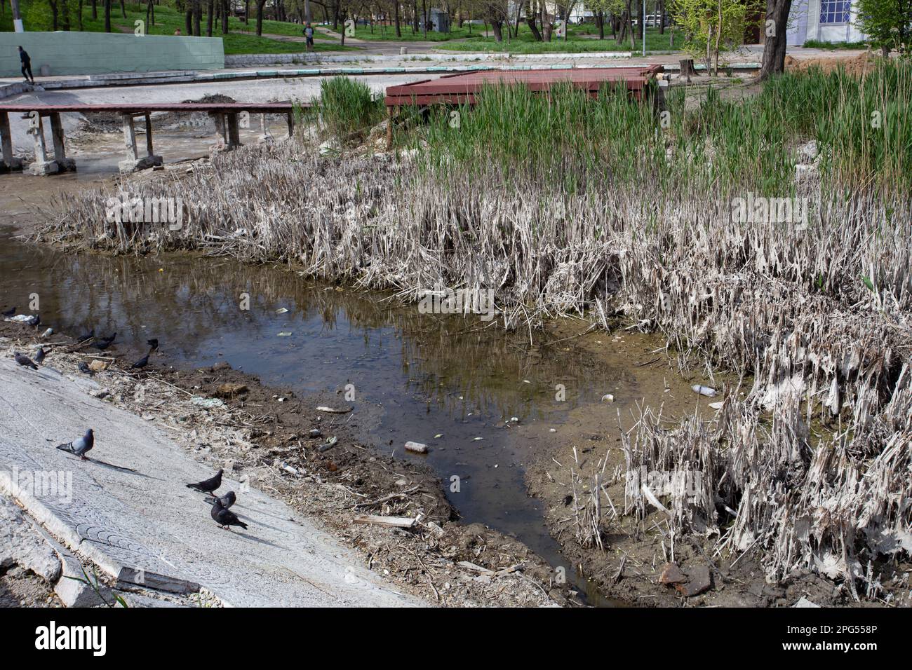 Ecological catastrophy. Drying lake in city park. Dry swamp lake ...