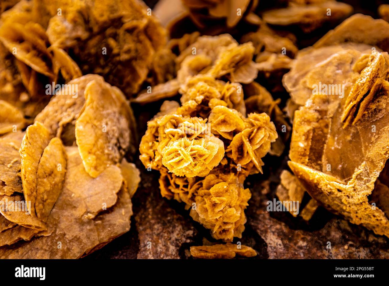 This stunning photograph captures the intricate details and rich colors ...
