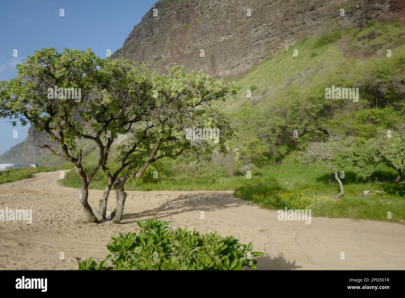 Beautiful tree shadow on beach hi-res stock photography and images - Alamy