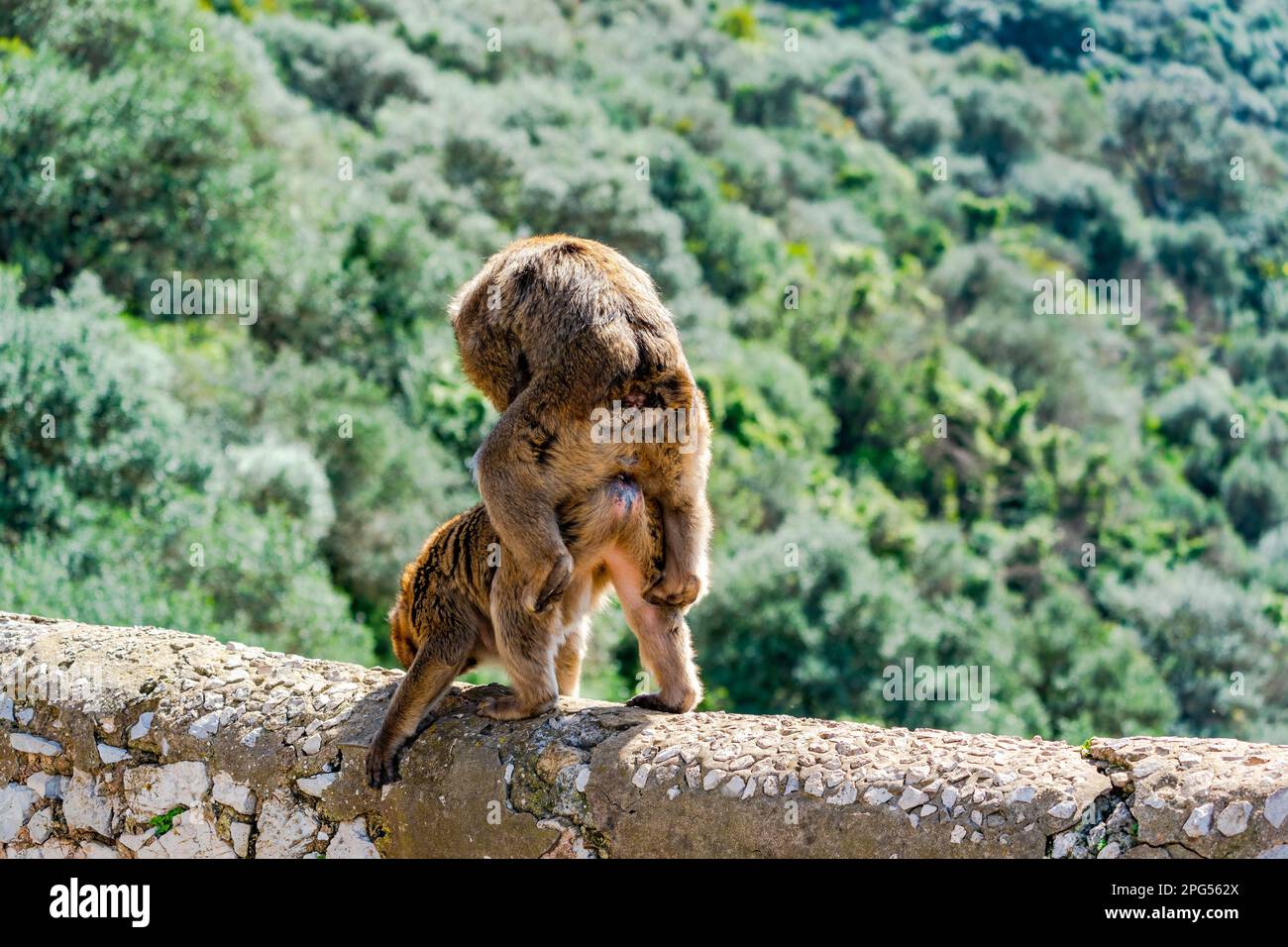 Monkey mating hi-res stock photography and images - Alamy