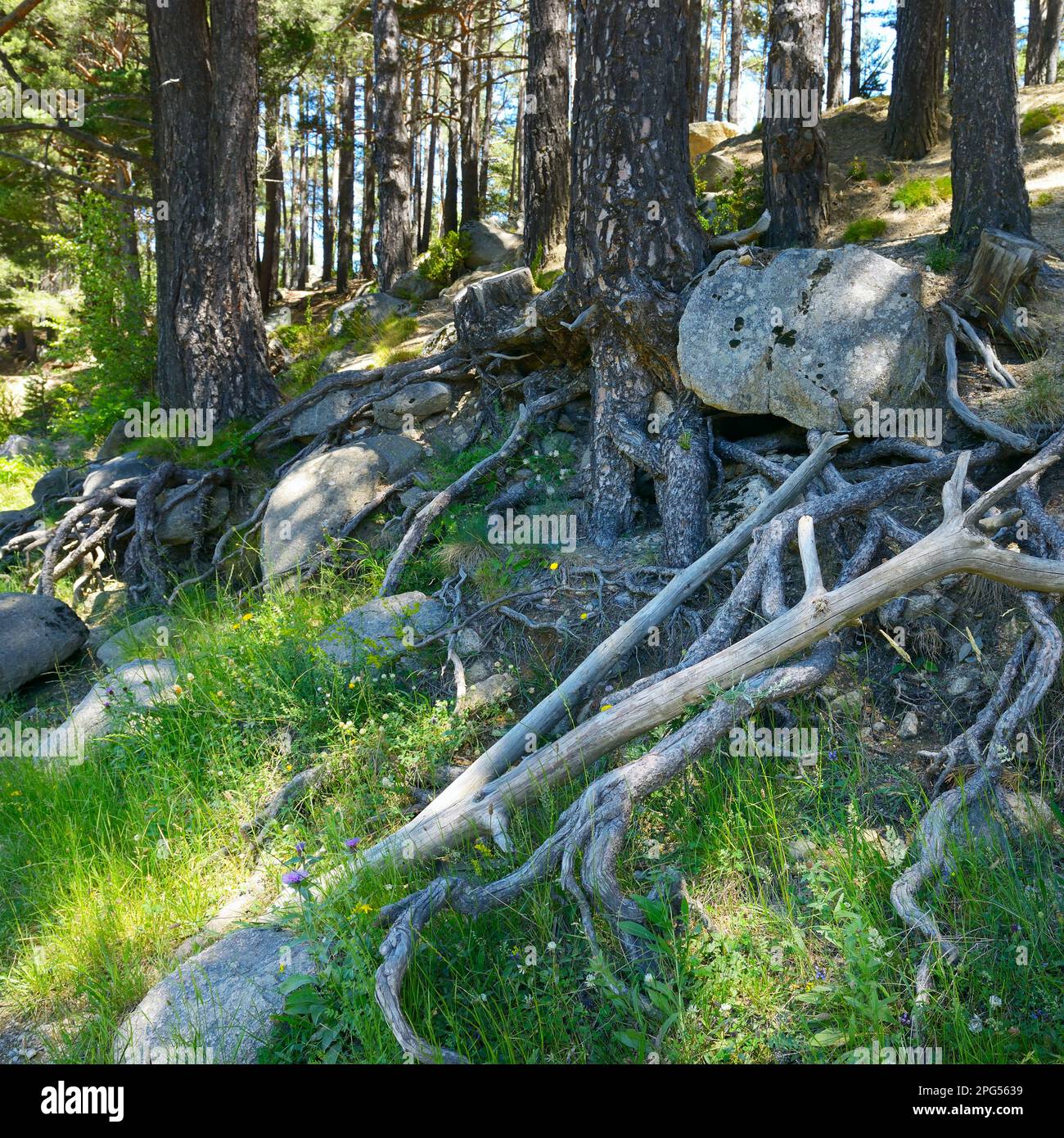 Forest on the mountainside with old trees, roots, green grass and ...