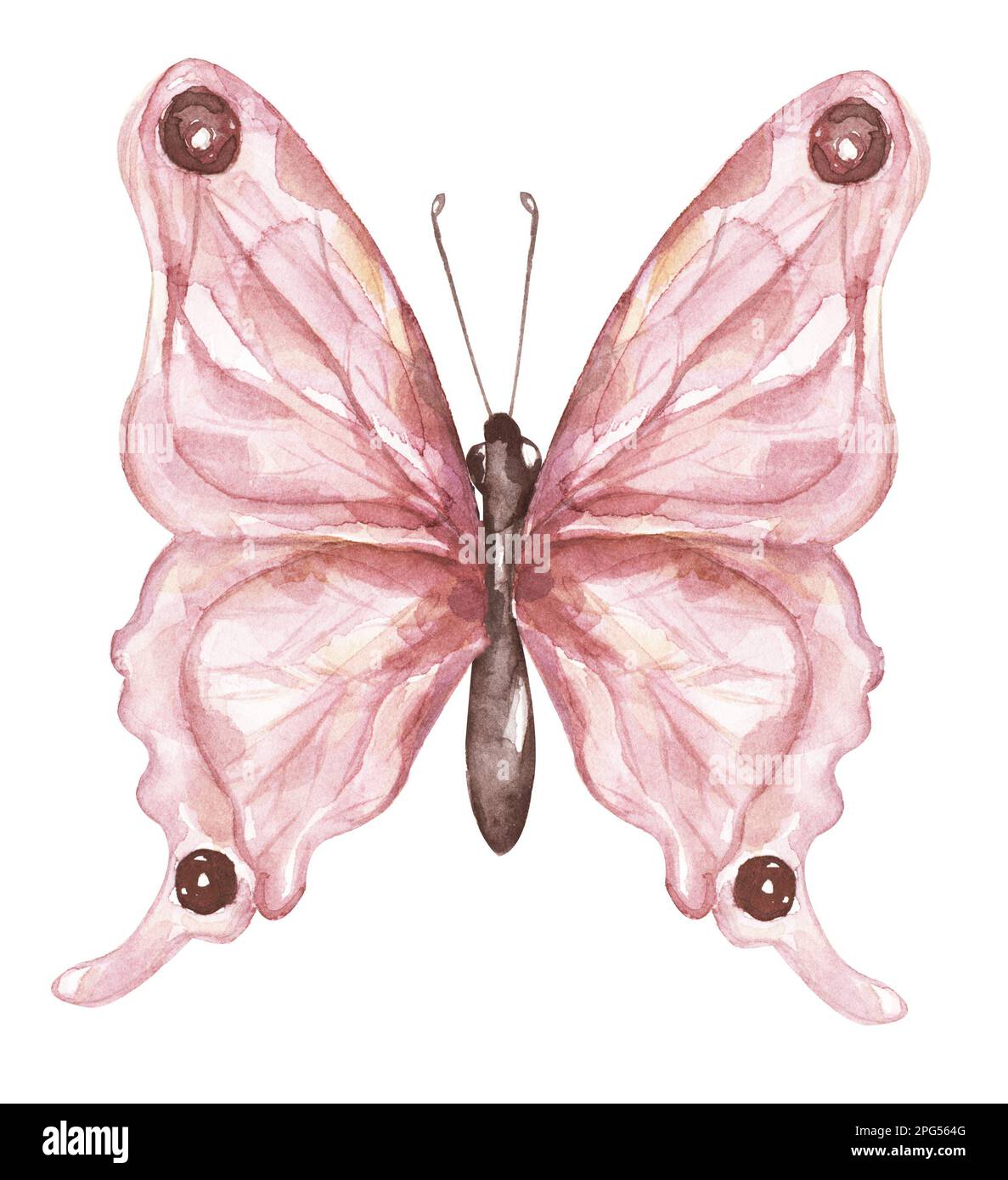 Watercolor pink butterfly illustration, butterfly clipart. garden ...