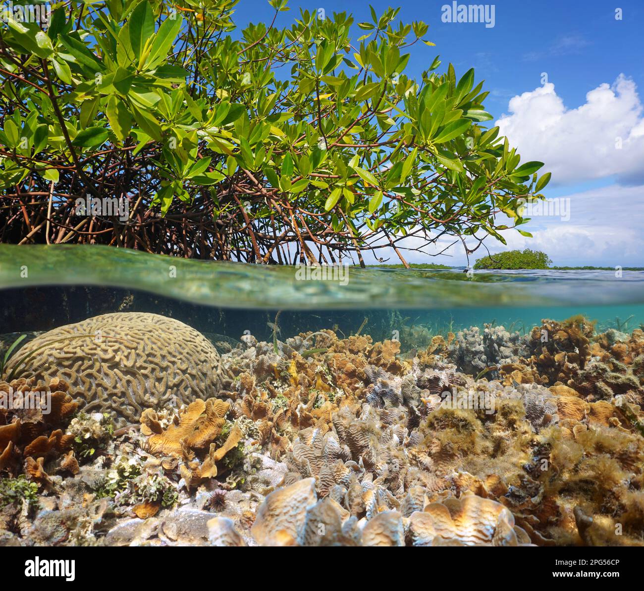 Mangrove tree in the sea with corals underwater, split view over and ...