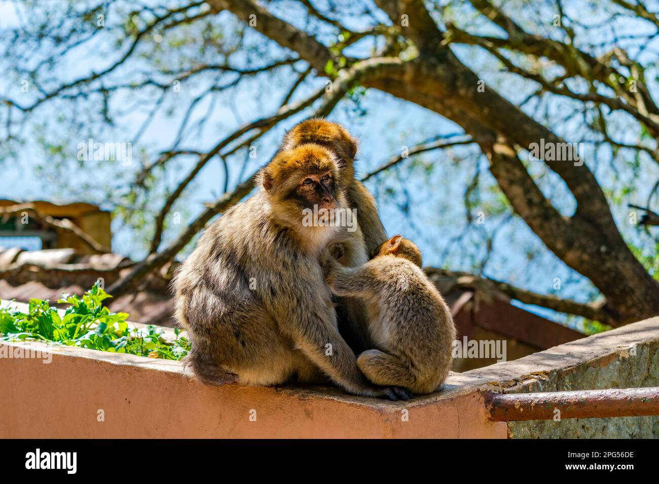 Barbary Macaque (Macaca Sylvanus) apes - family with mother and baby ...