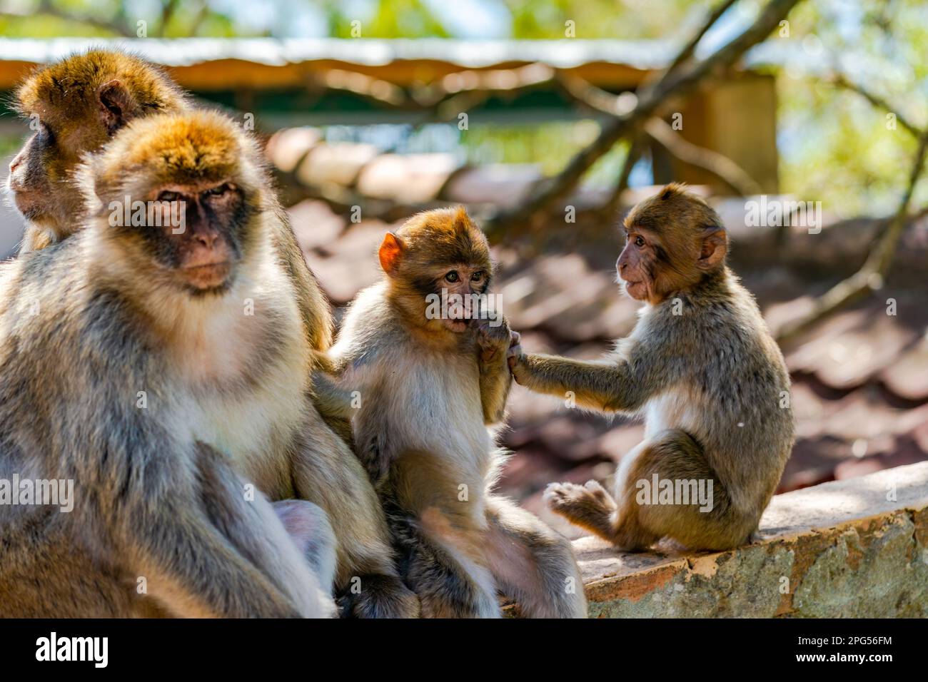 Barbary Macaque (Macaca Sylvanus) apes - family with mother and two babies, Gibraltar, United ...