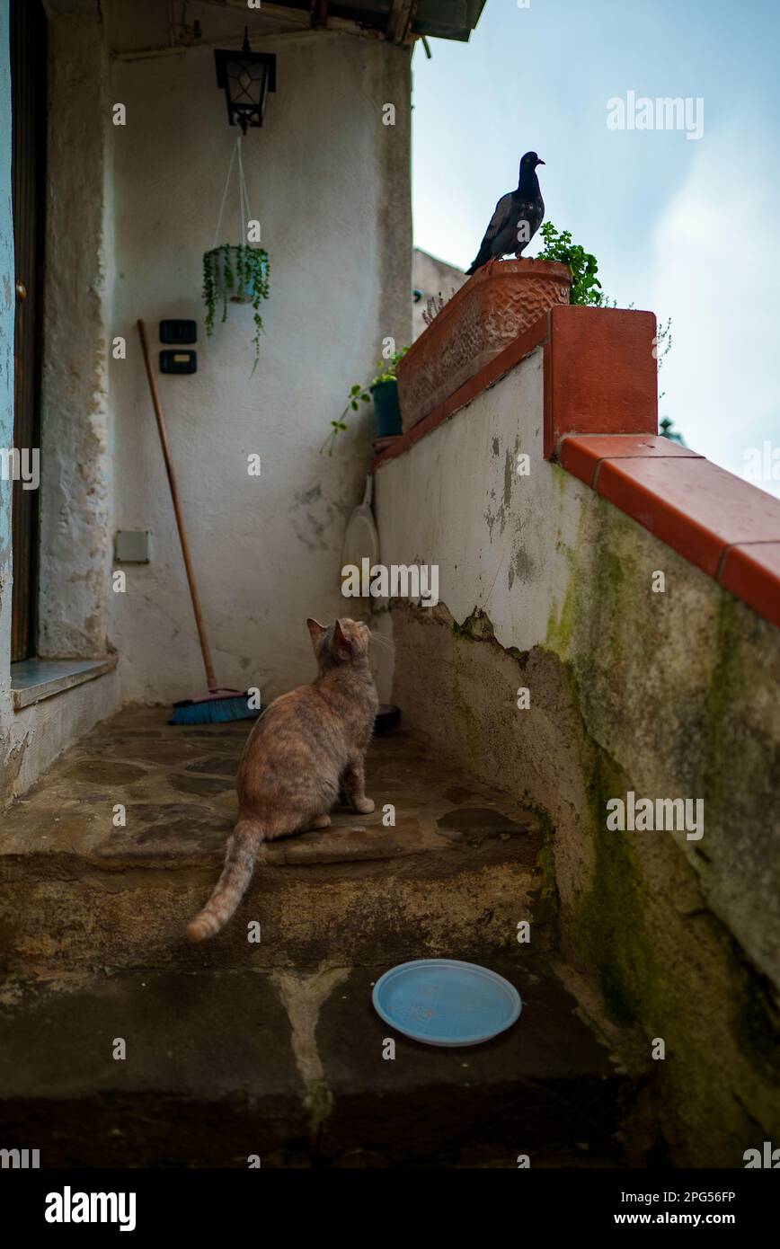 Feral cat bird hi-res stock photography and images - Alamy