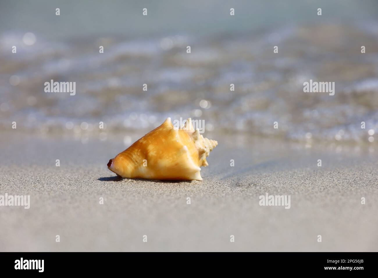 Seashell on the sand against the sea waves. Travel and beach vacation ...