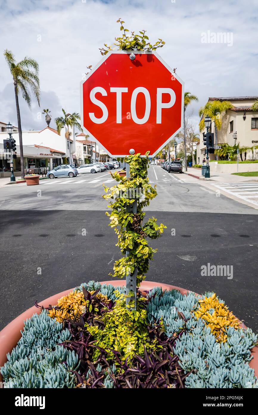 A stop sign with a climbing plant growing over it at the end of State ...