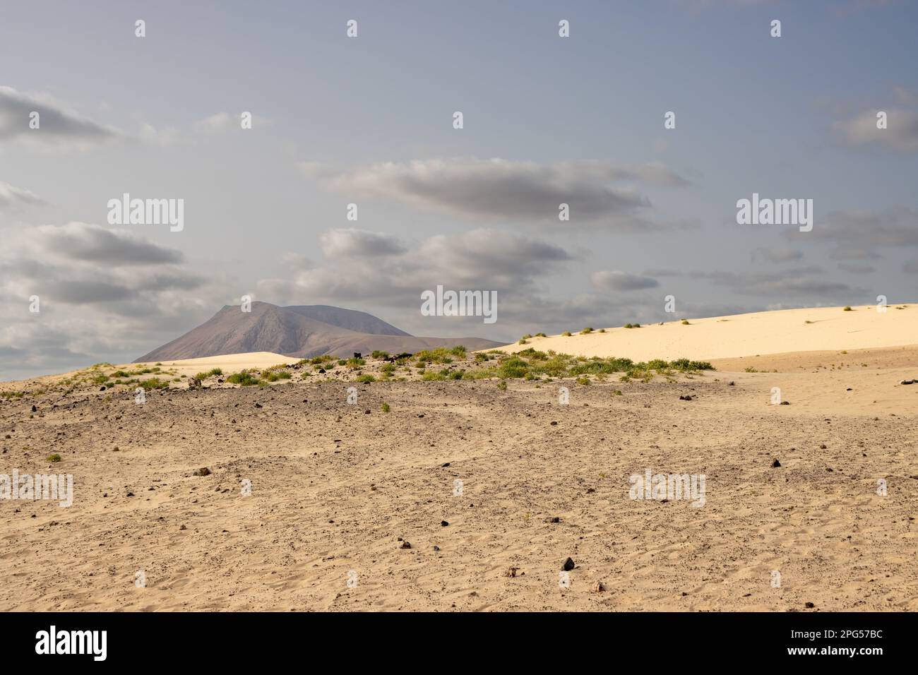 Unique european desert in the winter. Green spots of plants. Mountain ...