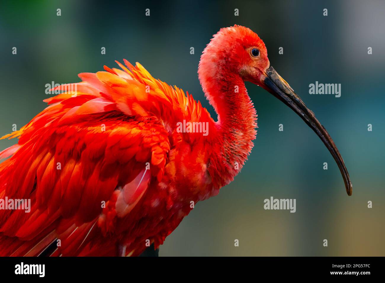 Red ibis bird closeup Stock Photo - Alamy
