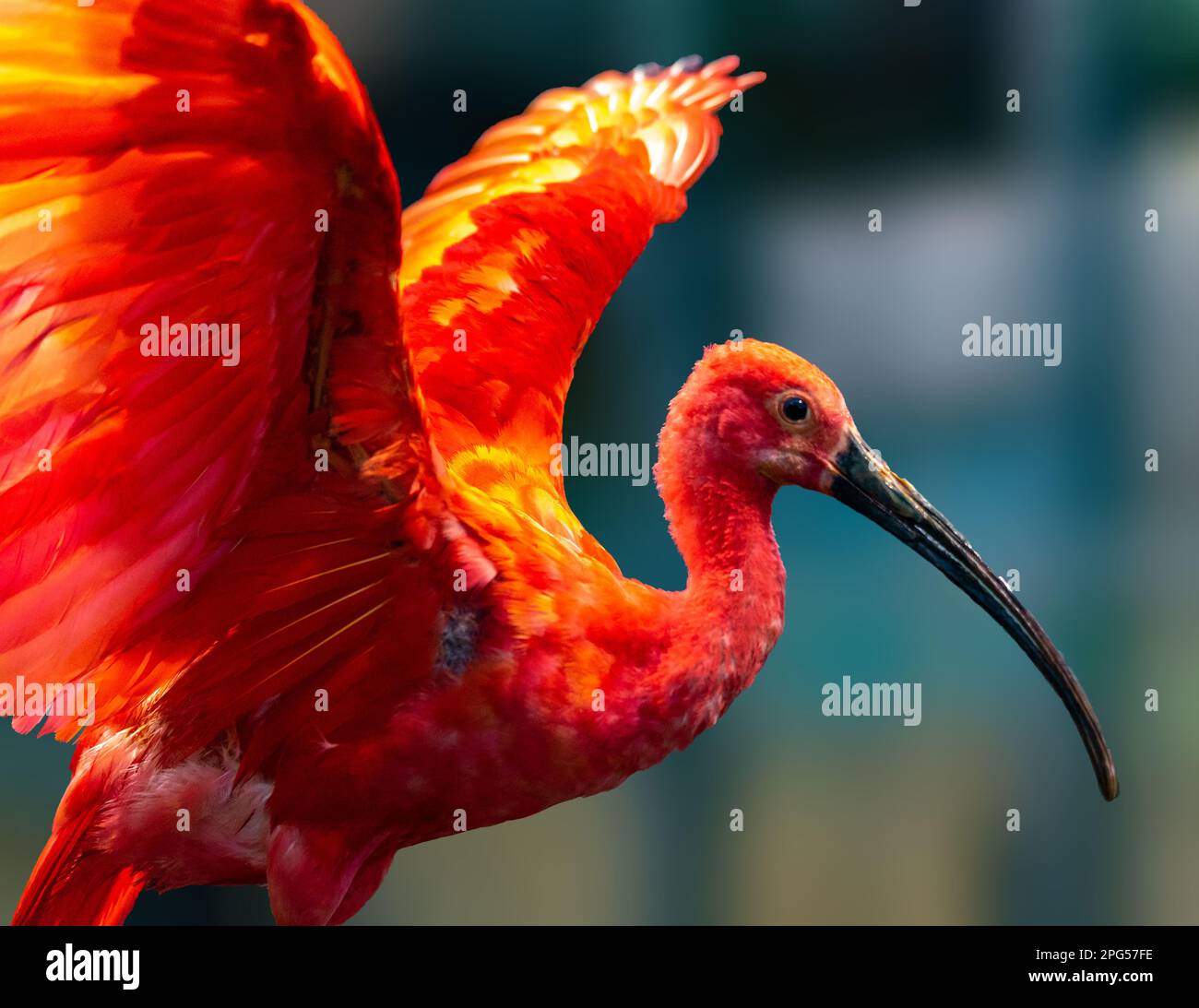 Red ibis bird closeup Stock Photo - Alamy