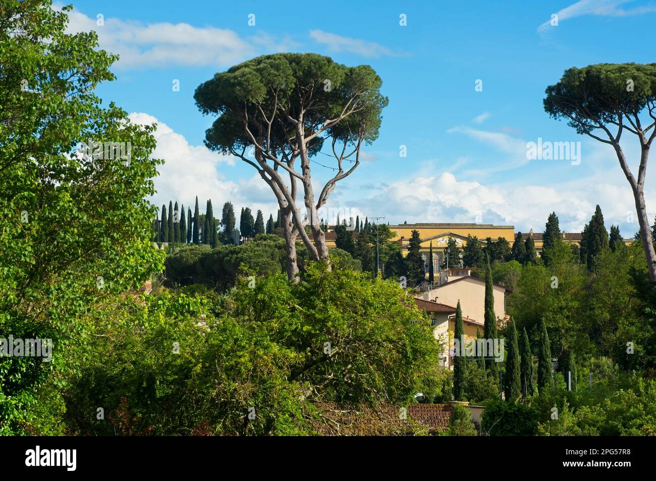 Cupressus Sempervirens (Italian Cypress), 55% OFF