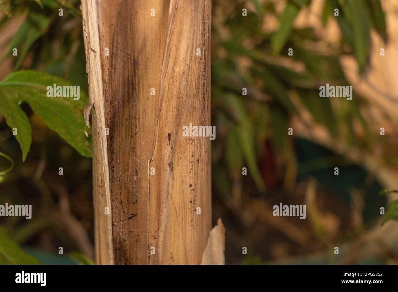 Close up view of the structure of the trunk of a banana tree Stock ...
