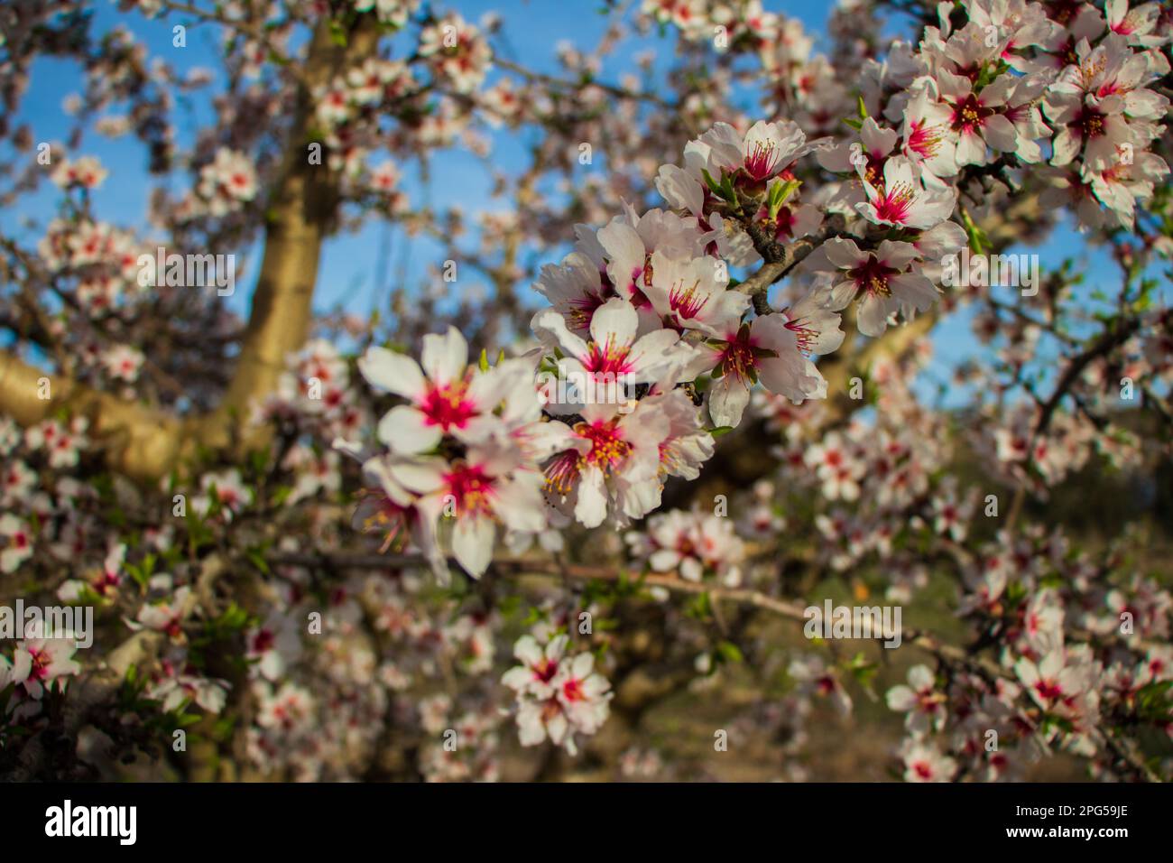 Almond trees blossom in the fields of Ainzon, Zaragoza, Aragon, Spain ...